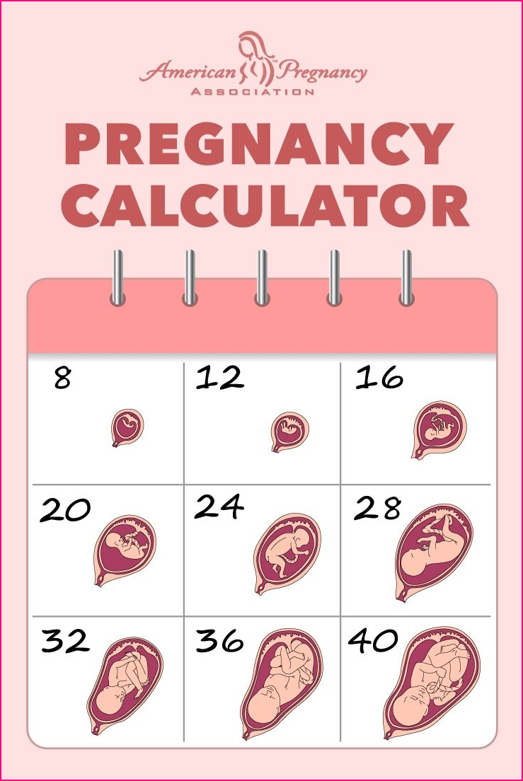 Pregnancy Calendar Template: A Comprehensive Guide For Expectant ...
